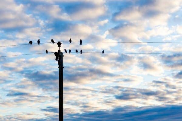 Why can birds sit on power lines? – Information For Purpose! Be ...